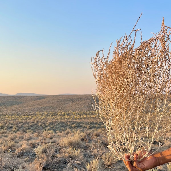 Tumbleweed - Etsy