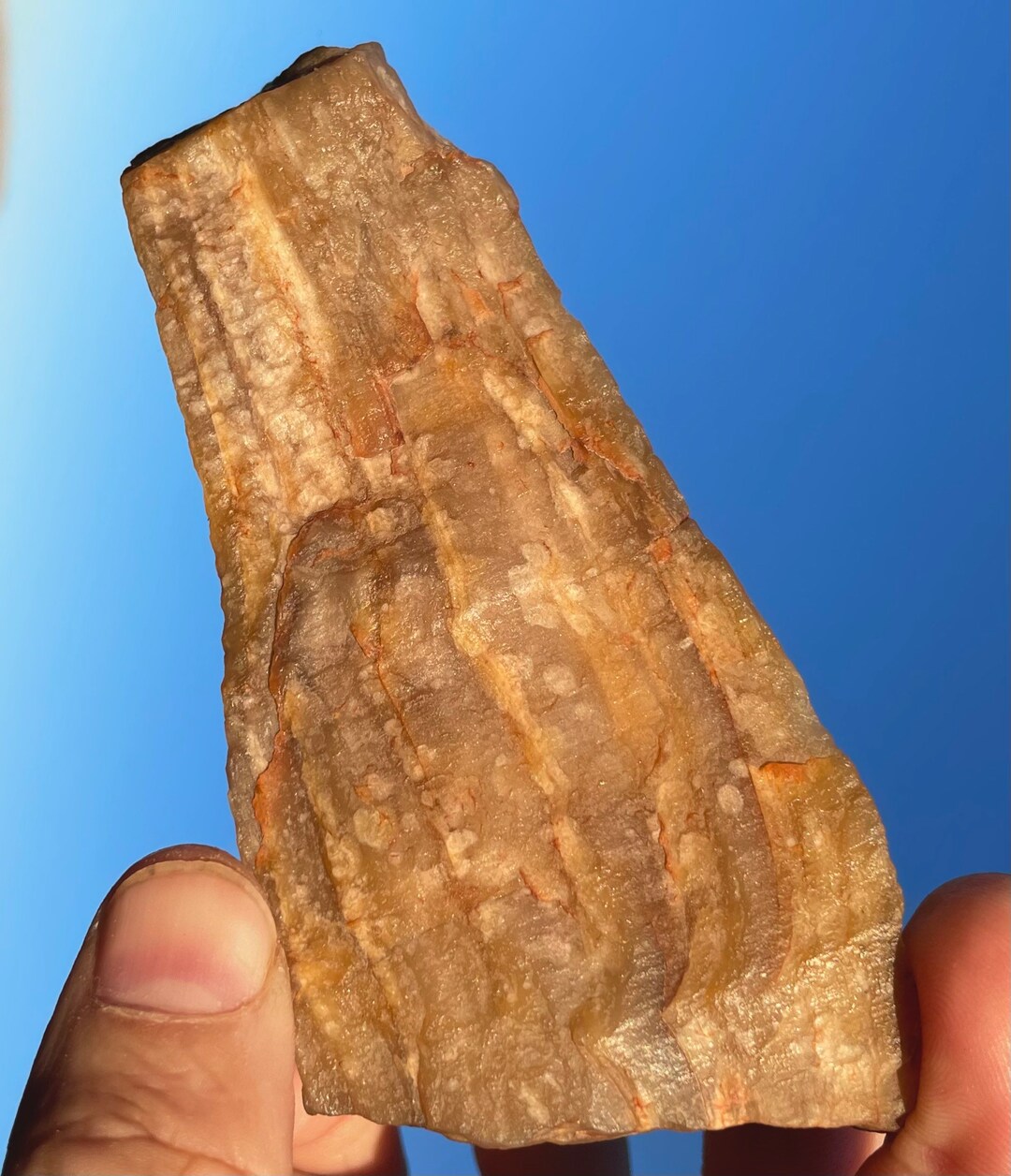 Twisted Tree Highly Agatized Petrified Wood Limb Cast Beautiful Best ...