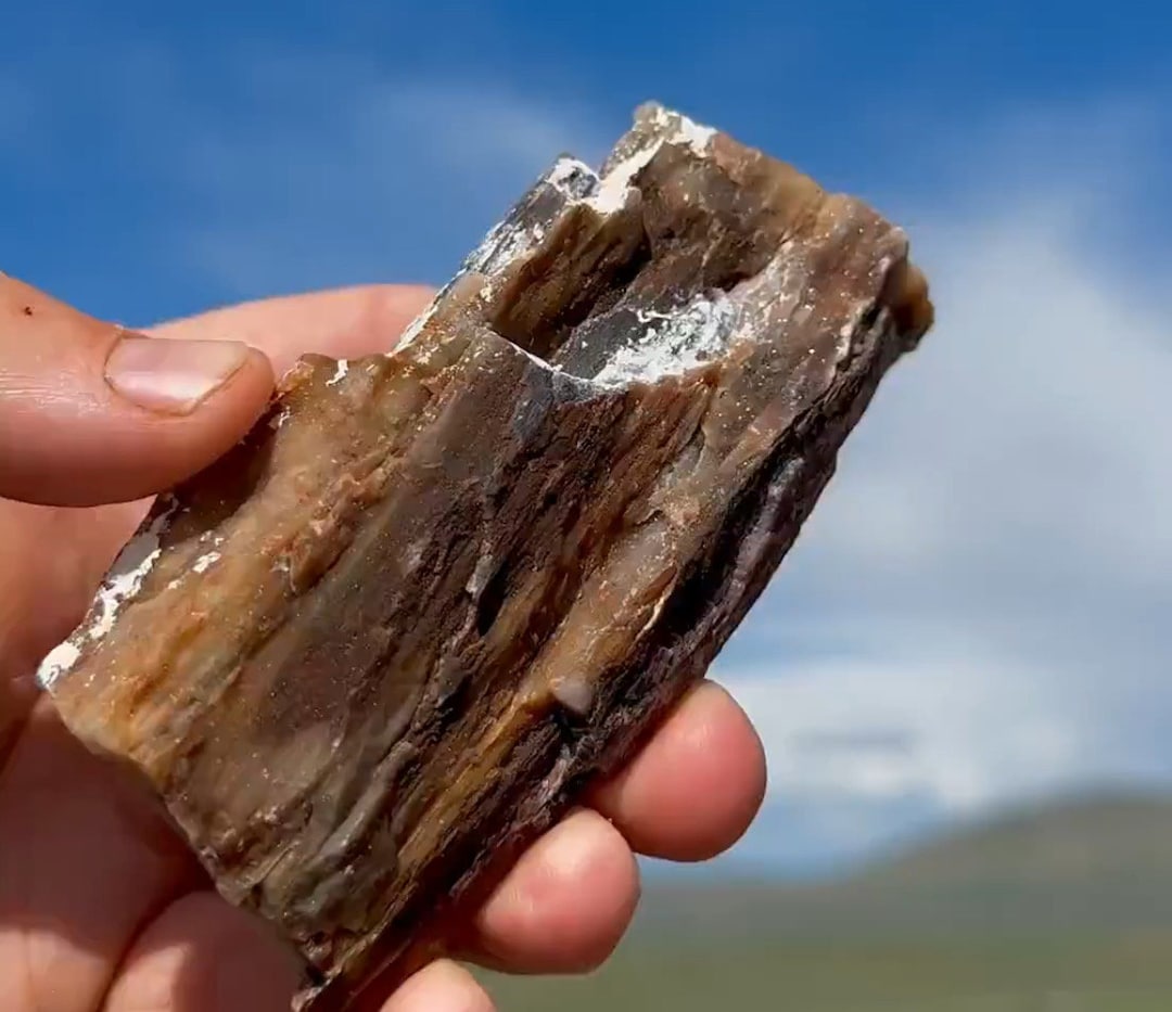 Stunning Petrified Wood Crystal Covered Beautiful !! Ethically Sourced ...
