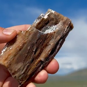 Stunning Petrified Wood Crystal Covered Beautiful !! Ethically Sourced ...