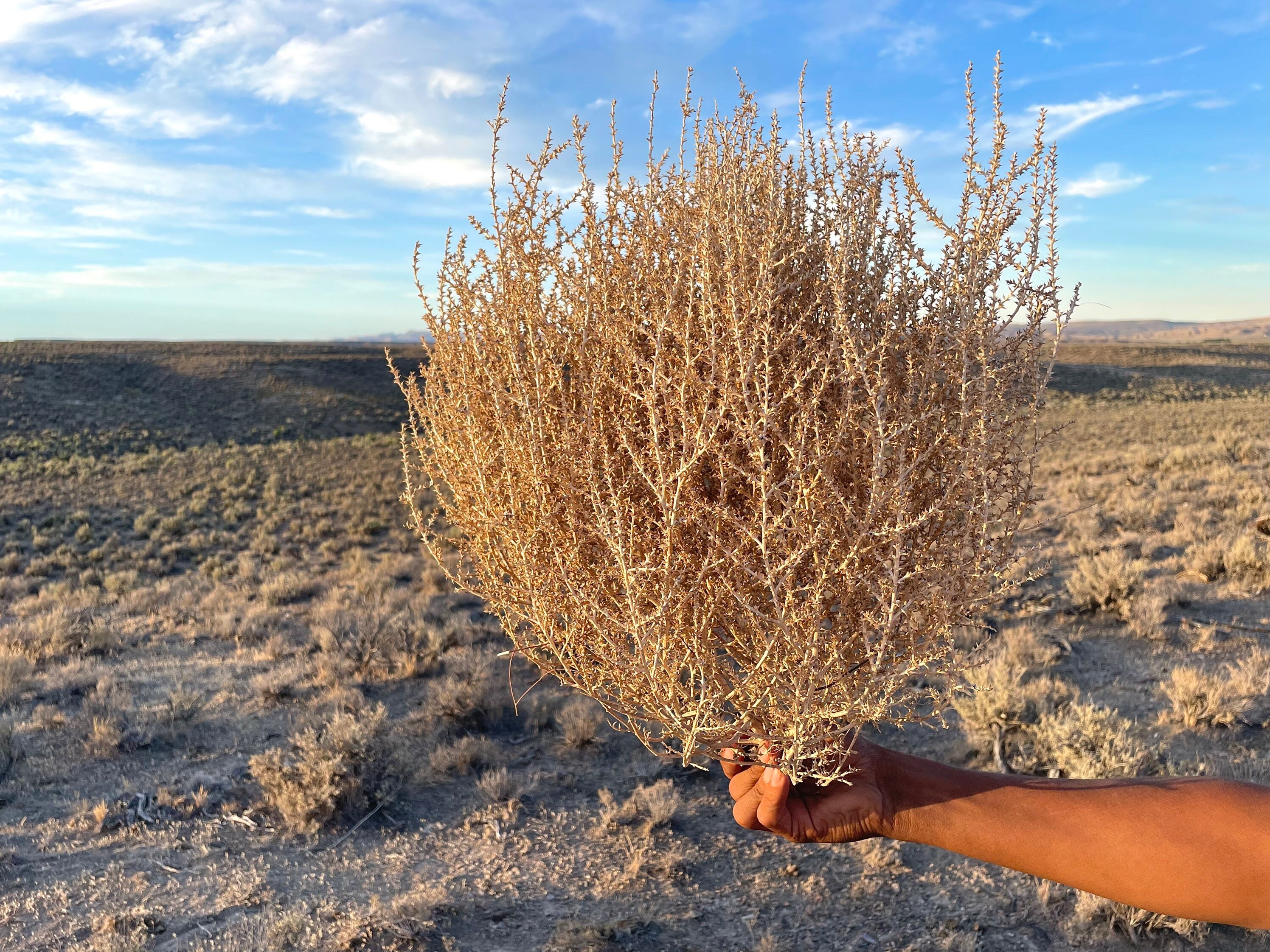 Large Tumbleweed Hand Foraged Natural Desert Tumbleweed Huge - Etsy