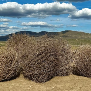 Tumbleweeds! MASSIVE SIZE! 30”+!! Wow! Beautiful Full Tumbleweeds Hand ...