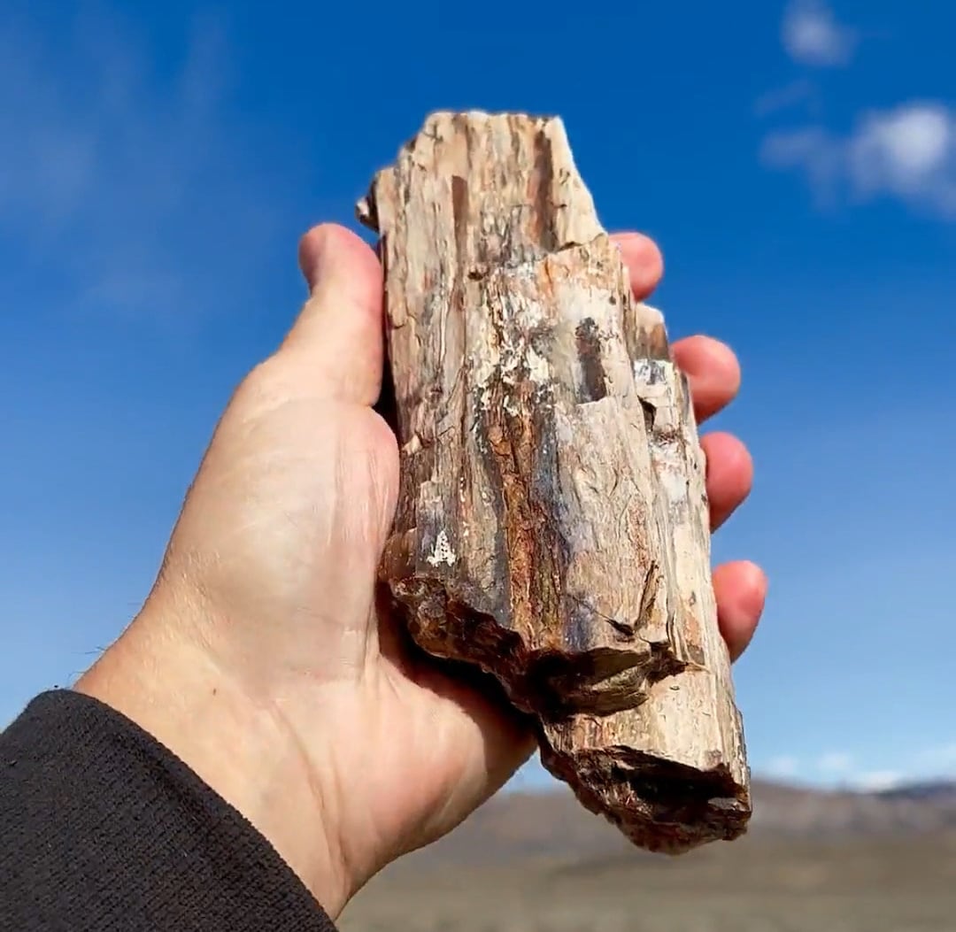 1.5lbs Stunning Colors Blue Red Petrified Wood Agate Opal Bark Complete ...