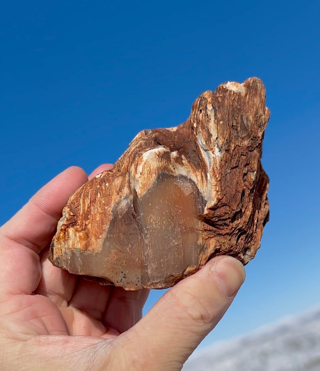 Large! Stunning Patterns!! Petrified Wood Quartz Druzy Crystal Covered ...