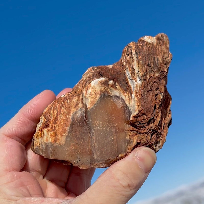 Petrified Wood - Etsy