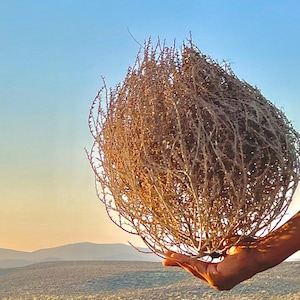 Tumbleweeds! ALL Sizes!!! Wedding Home Decor, Western Theme, Organic ...