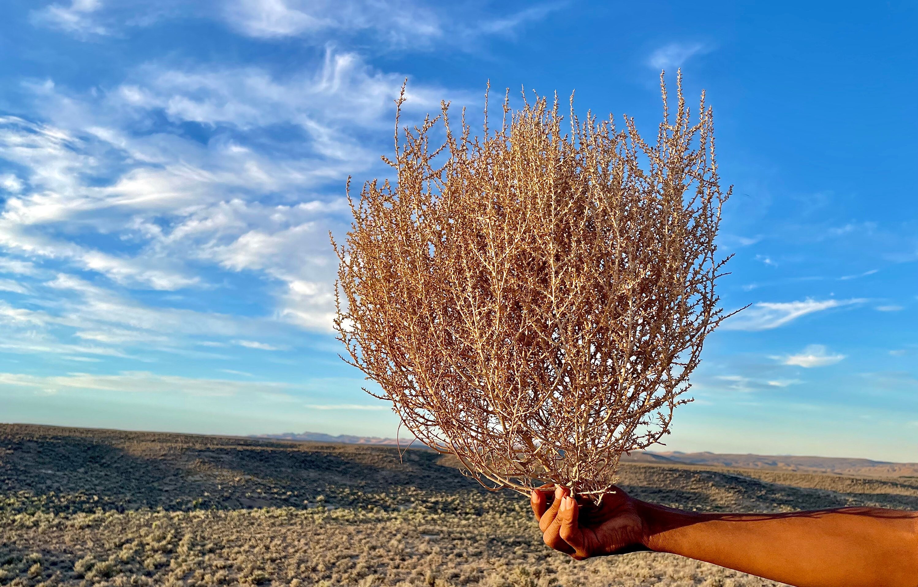 Large Tumbleweed Hand Foraged Natural Desert Tumbleweed Huge - Etsy