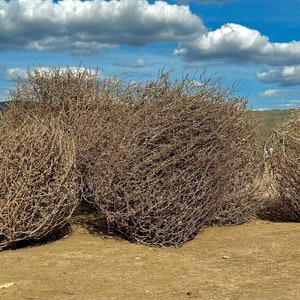 Tumbleweeds! MASSIVE SIZE! 30”+!! Wow! Beautiful Full Tumbleweeds Hand ...