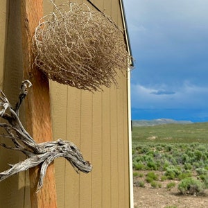 Desert Sage Branches!! 5pc 16”+ Western Decor Desert Driftwood Dry Sage ...