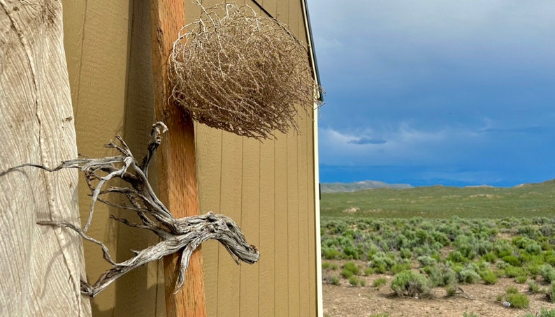 Desert Sage Branches!! 5pc 16”+ Western Decor Desert Driftwood Dry Sage ...
