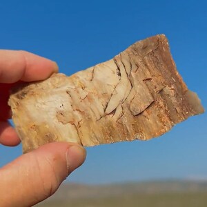 Crystal Covered Petrified Wood!! Gorgeous Colors!! Beautiful and Rare ...