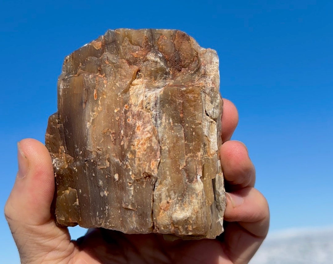 Highly Agatized Petrified Wood Covered in Druzy Crystal Core Agatized ...