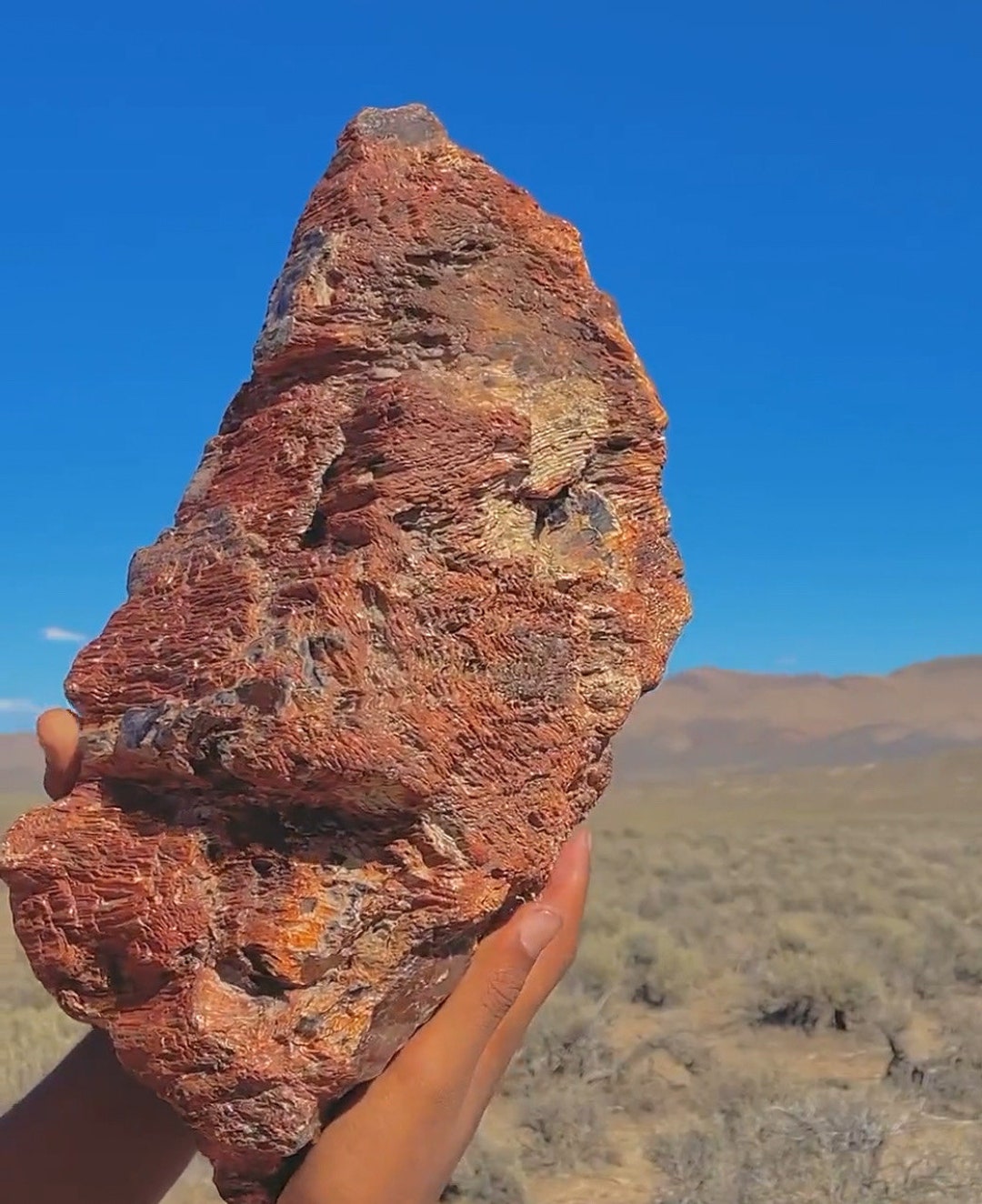 SALE! Was 3199 Now 2450! MASSIVE Petrified Wood Rare Juniper Stump ...