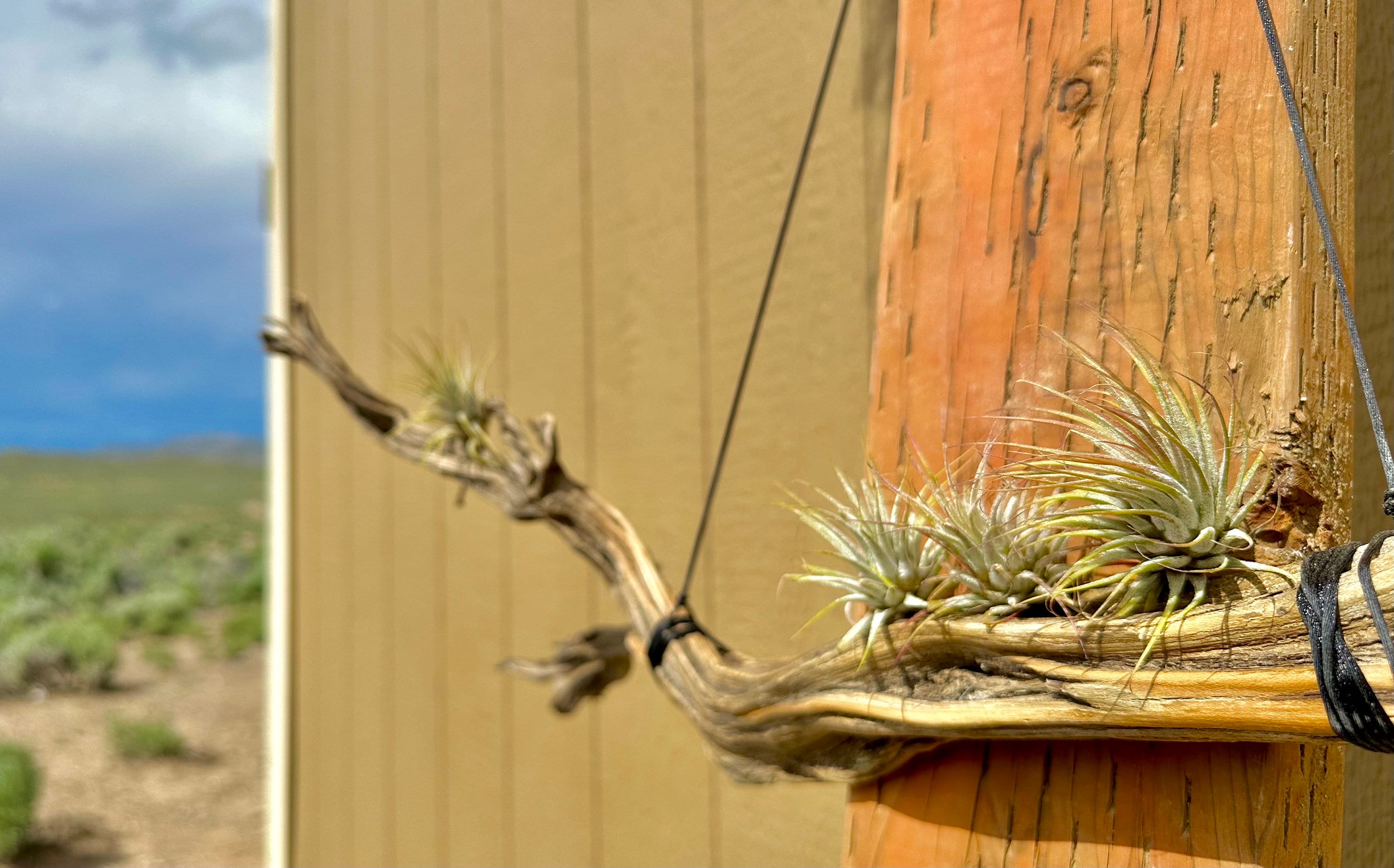 Live Airplants! Hanging Desert Sage Branch Home Decor!! You Choose Size ...
