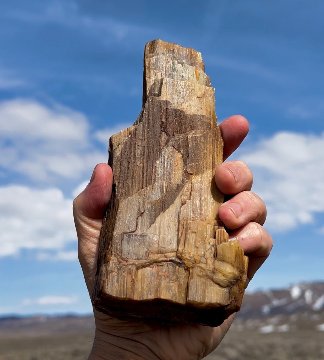 Huge Petrified Wood!! Crystal Covered and Rare Ethically Sourced ...