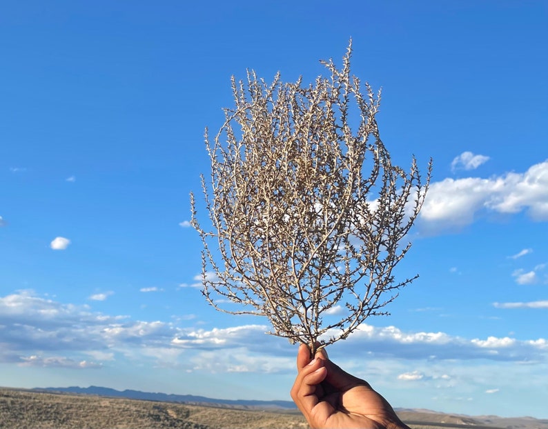 Small Size Tumbleweed Hand Foraged Natural Desert Tumbleweed - Etsy
