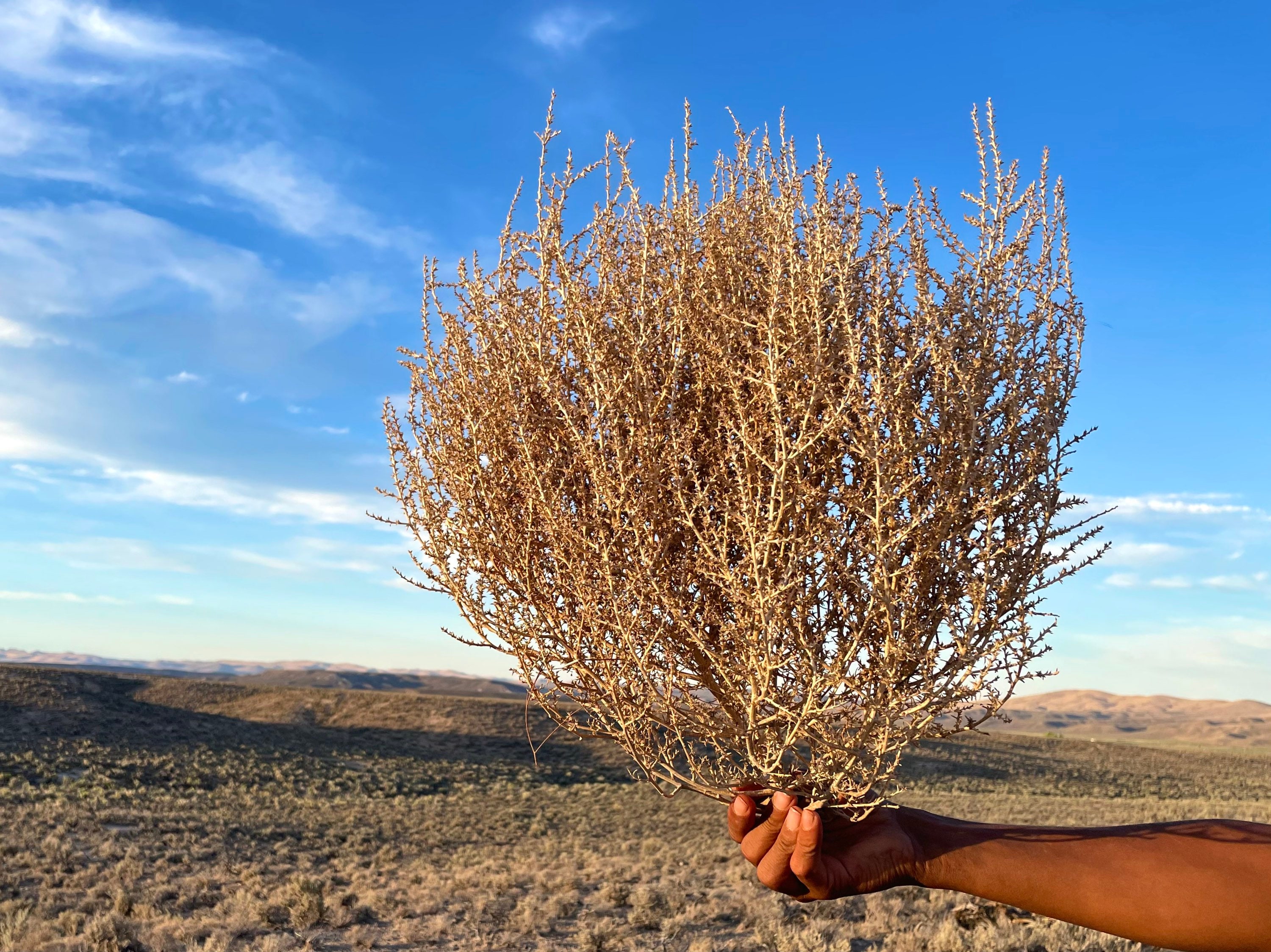 Large Tumbleweed Hand Foraged Natural Desert Tumbleweed Huge - Etsy