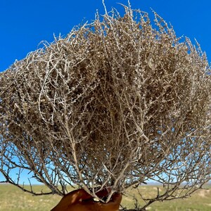 Extra Large Tumbleweed Natural Desert Tumbleweeds Huge Size Ethically ...