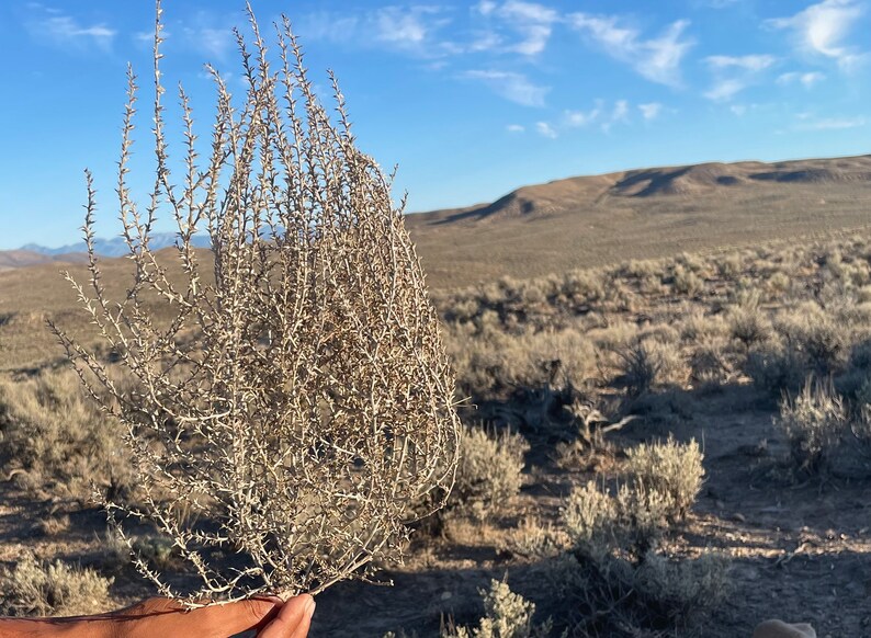 Small Size Tumbleweed Hand Foraged Natural Desert Tumbleweed - Etsy