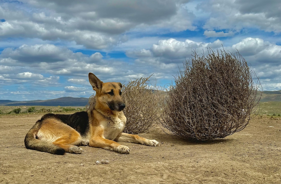Tumbleweeds! JUMBO SIZE! Over 2ft+! Wow! Beautiful Full Tumbleweeds ...