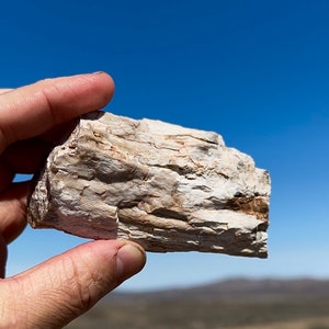 Pink White Limb Cast! Rare Petrified Wood!! Rough Natural Incredible ...