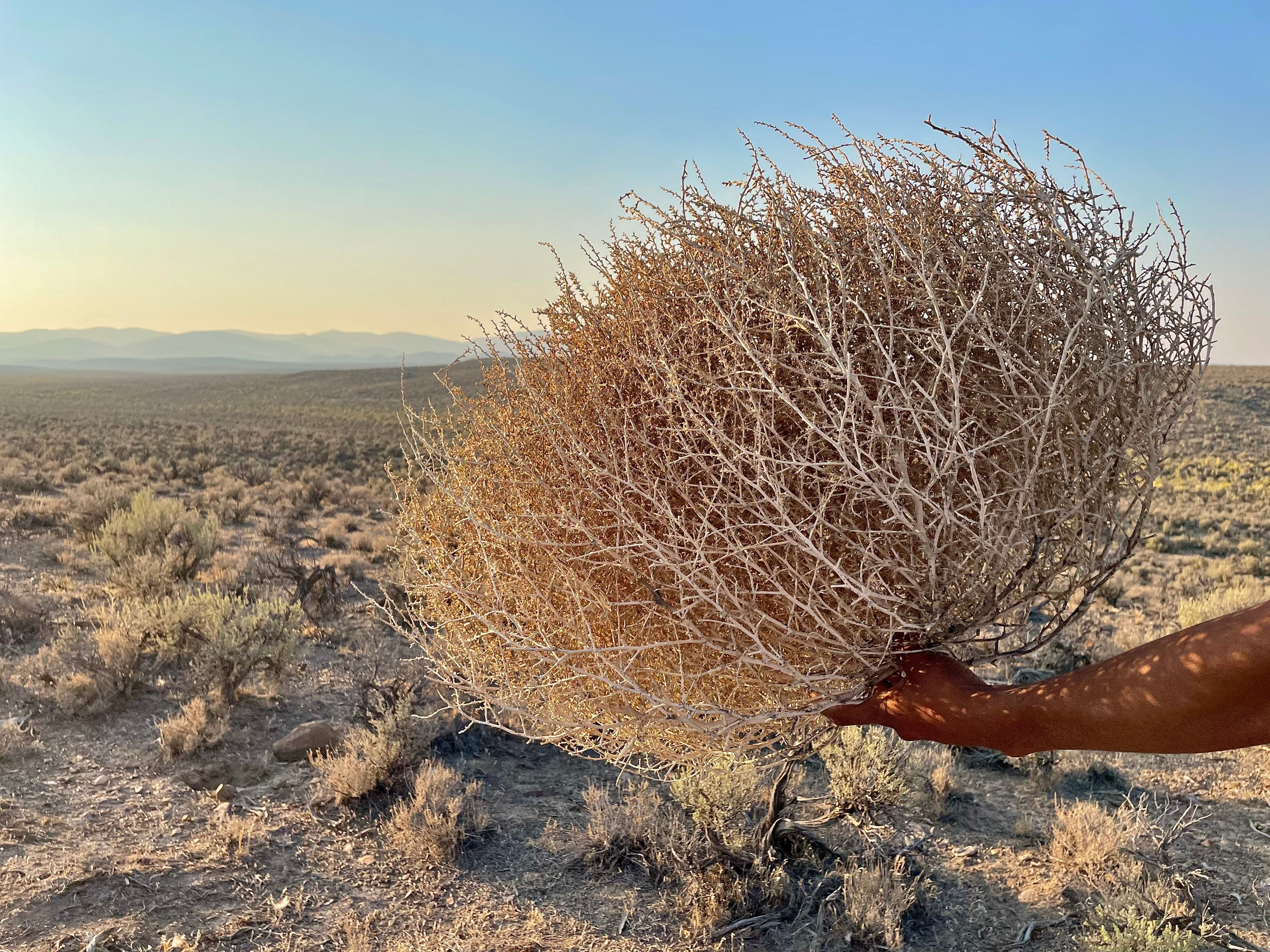 XL Size Tumbleweed Natural Desert Tumbleweeds Extra Large Size - Etsy