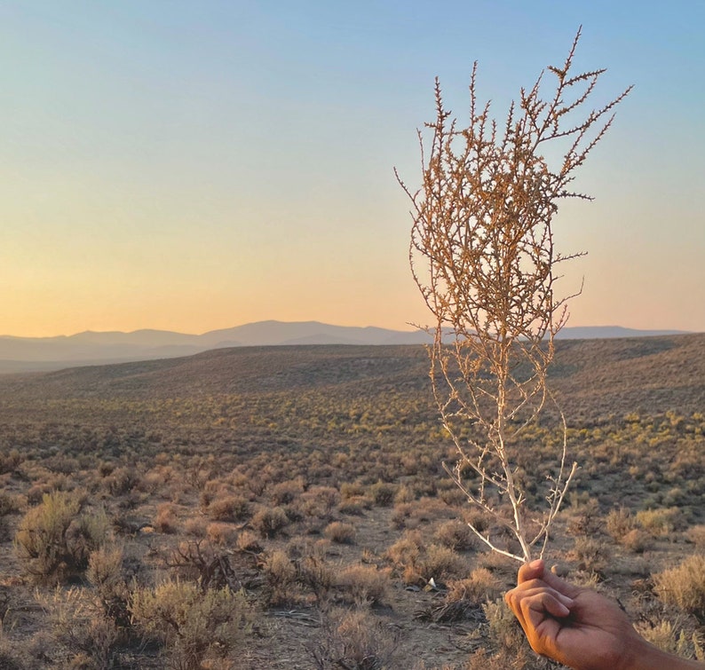 Small Size Tumbleweed Branch! 9”-12” SINGLE BRANCH Tumbleweed Branch ...