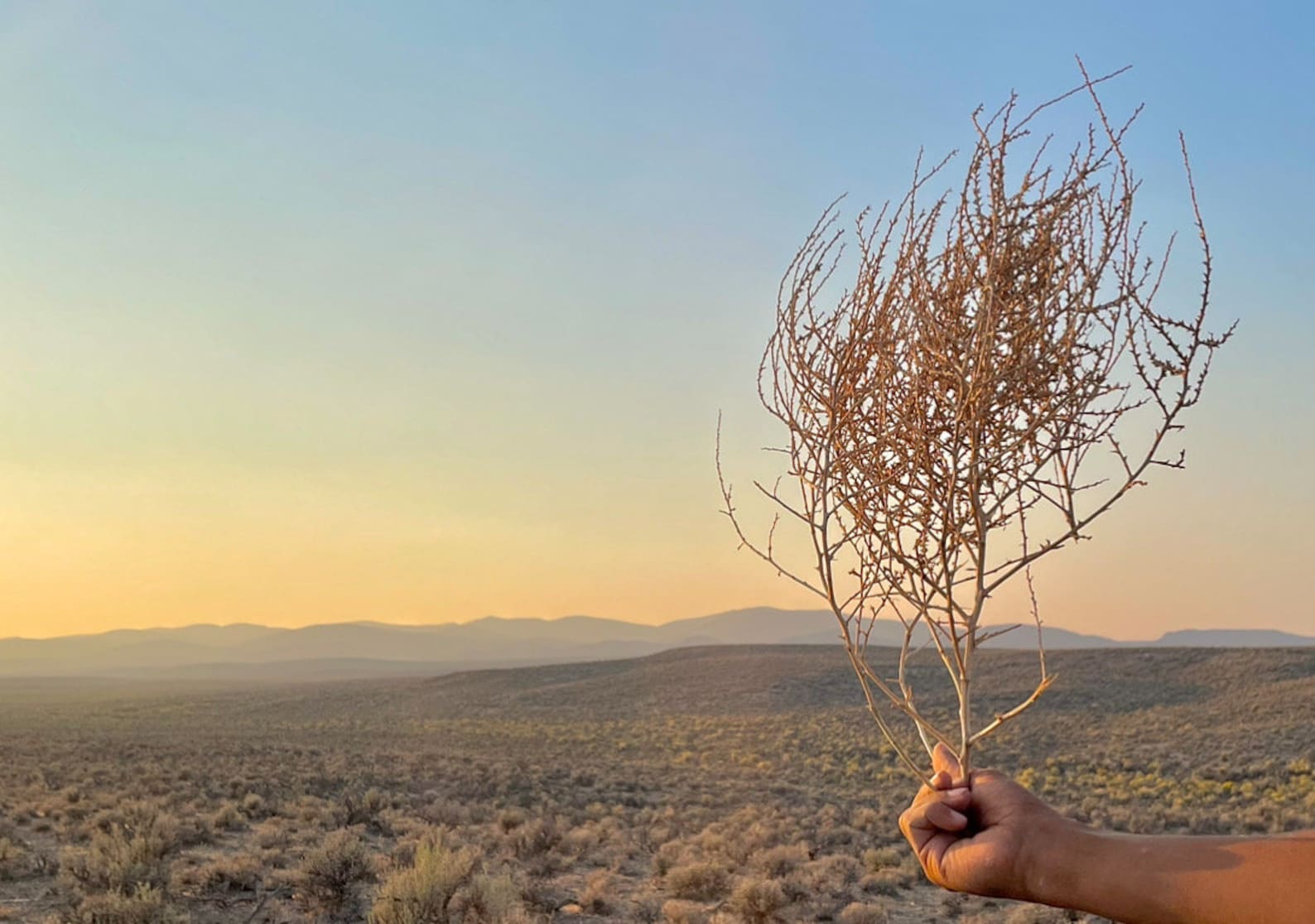 Medium Size Tumbleweed Branch! 12”-15” SINGLE BRANCH Tumbleweed Branch ...
