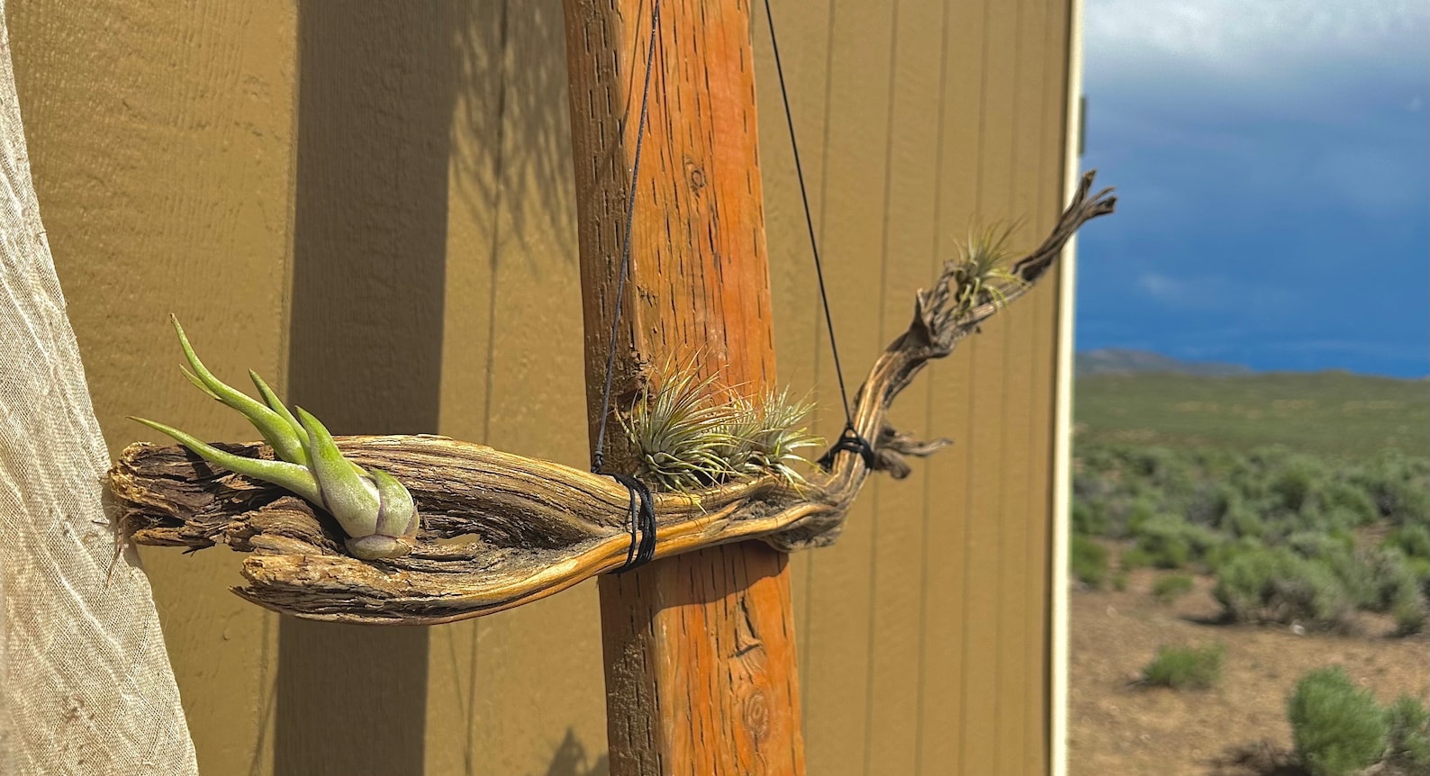 Live Airplants! Hanging Desert Sage Branch Home Decor!! You Choose Size ...