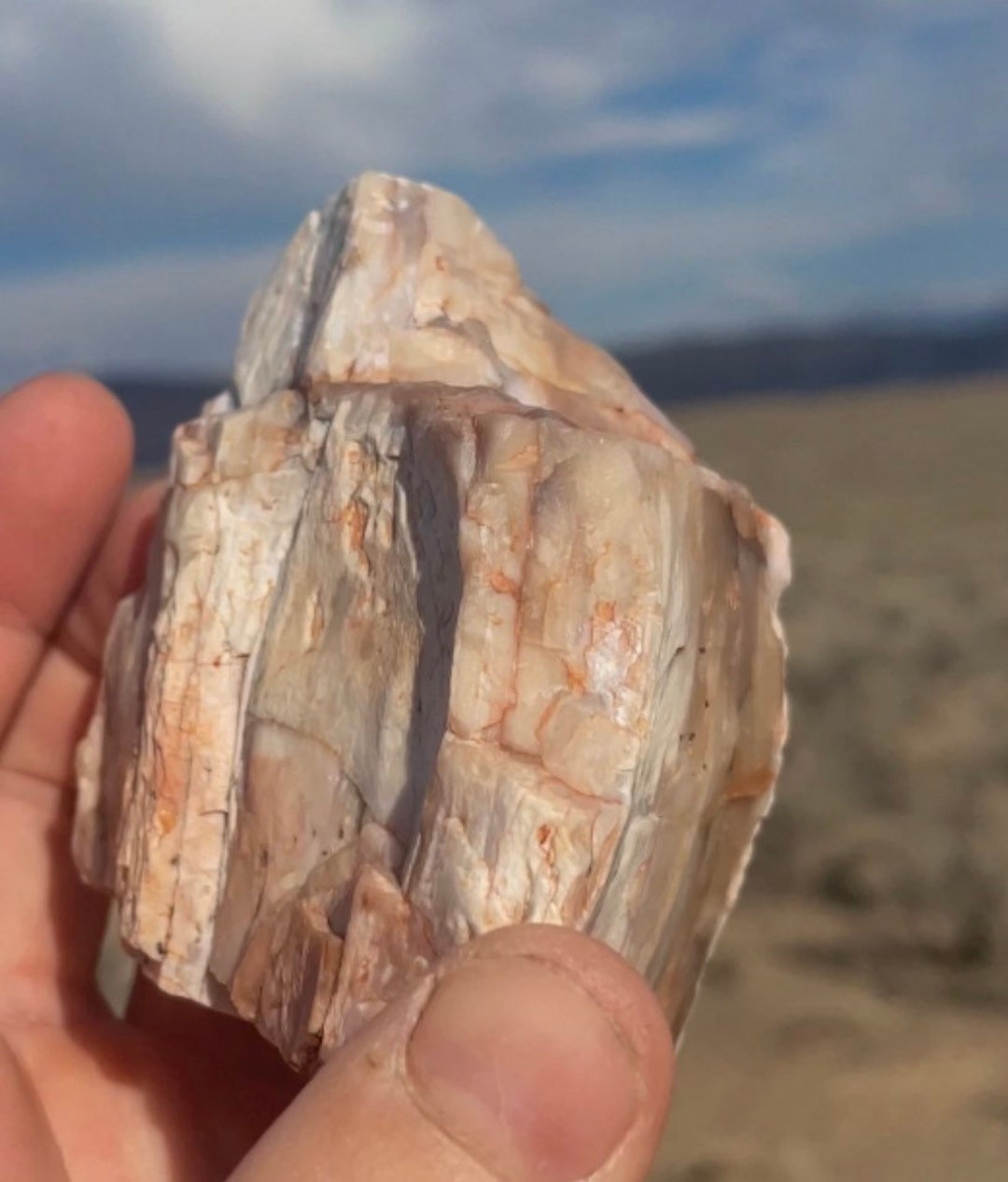 Beautiful Pink Limb Cast Petrified Wood Blue Pink Highly Agatized ...