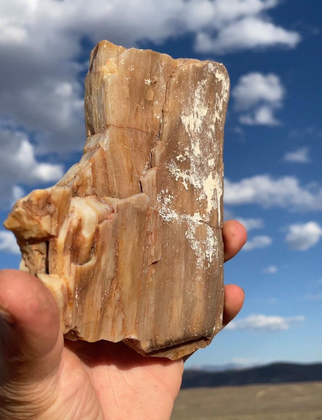 Large Chunk Petrified Wood !! Sparkling Crystal Covered Specimen Best ...
