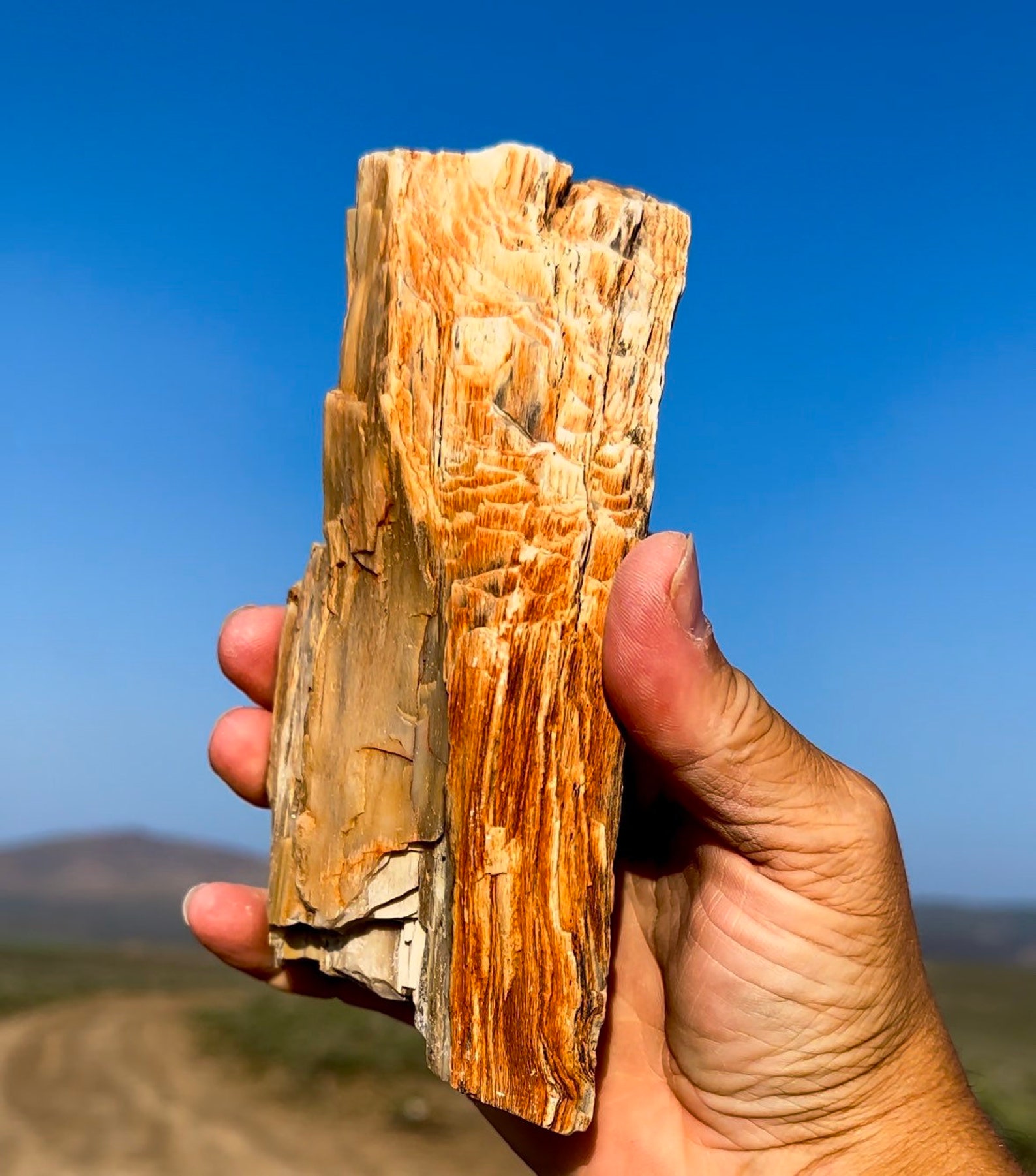 WOW Best! Sparkling Permineralized Petrified Wood Rare Beautiful ...