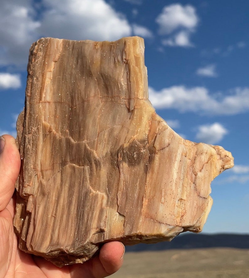 Large Chunk Petrified Wood !! Sparkling Crystal Covered Specimen Best ...