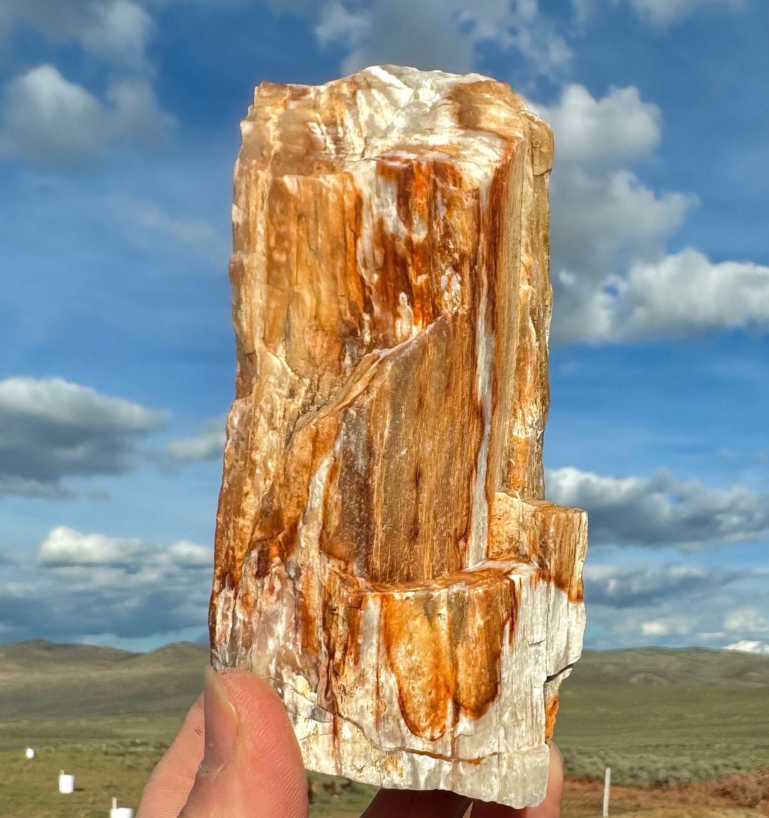 Petrified Wood! Sparkling RARE Druzy Crystals!! Beautiful Large Piece ...