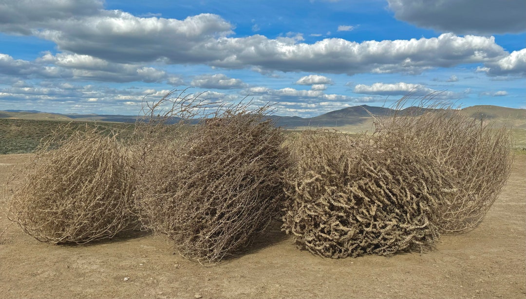 Tumbleweeds! MASSIVE SIZE! 30”+!! Wow! Beautiful Full Tumbleweeds Hand ...