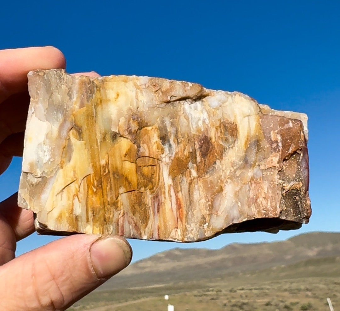 Petrified Wood Druzy Crystal Covered! Sparkling Druzy Crystal Beautiful ...