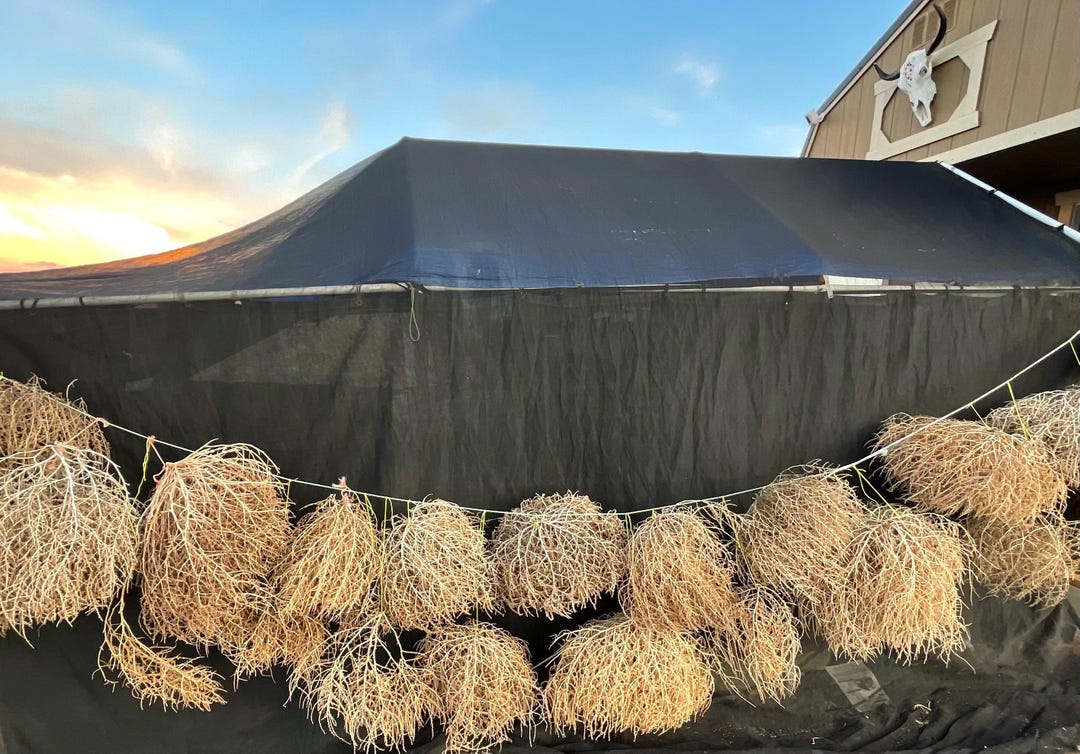 TUMBLEWEEDS for Sale! Authentic Nevada Desert Tumbleweed! Wedding Decor ...