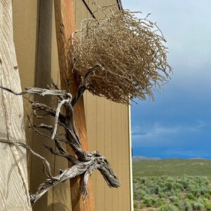Desert Sage Branches!! 5pc 16”+ Western Decor Desert Driftwood Dry Sage ...