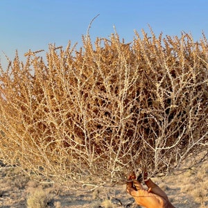 Tumbleweeds! XL SIZE! 2ft! 20” X 24”+ ! Beautiful Full Tumbleweeds Hand ...