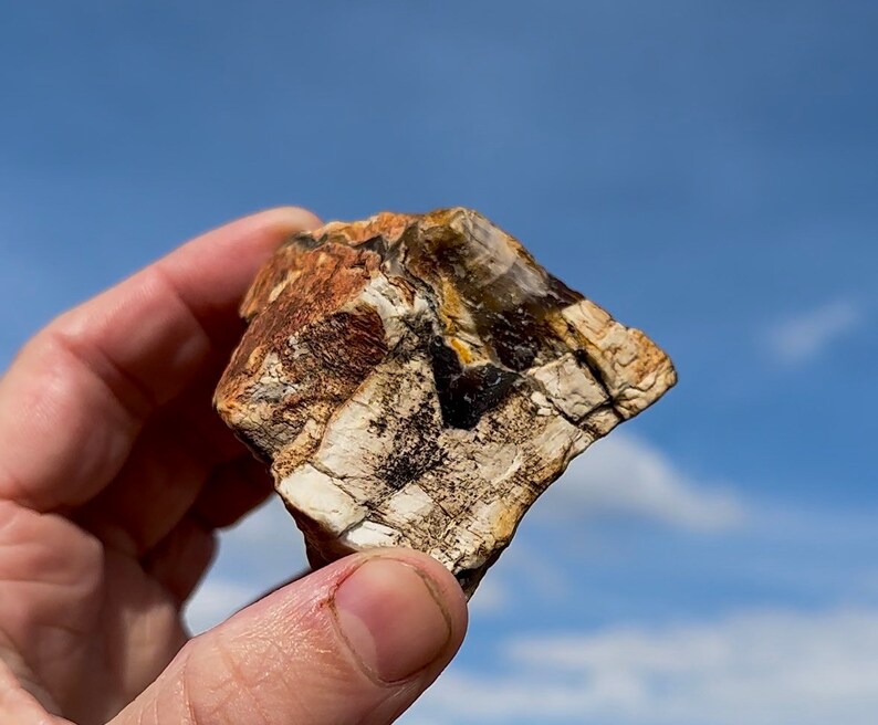 Great Patterns Agate Petrified Wood Limb Cast! Gorgeous! Deep Best ...