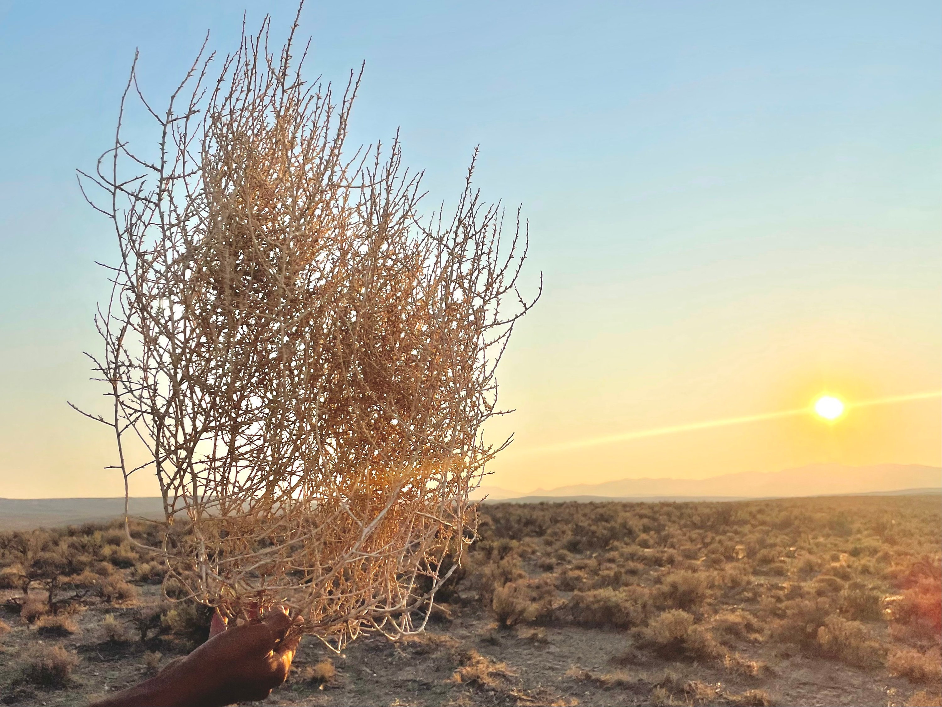 XL Large Medium Small Tumbleweed Single Branch Hand Foraged Natural ...