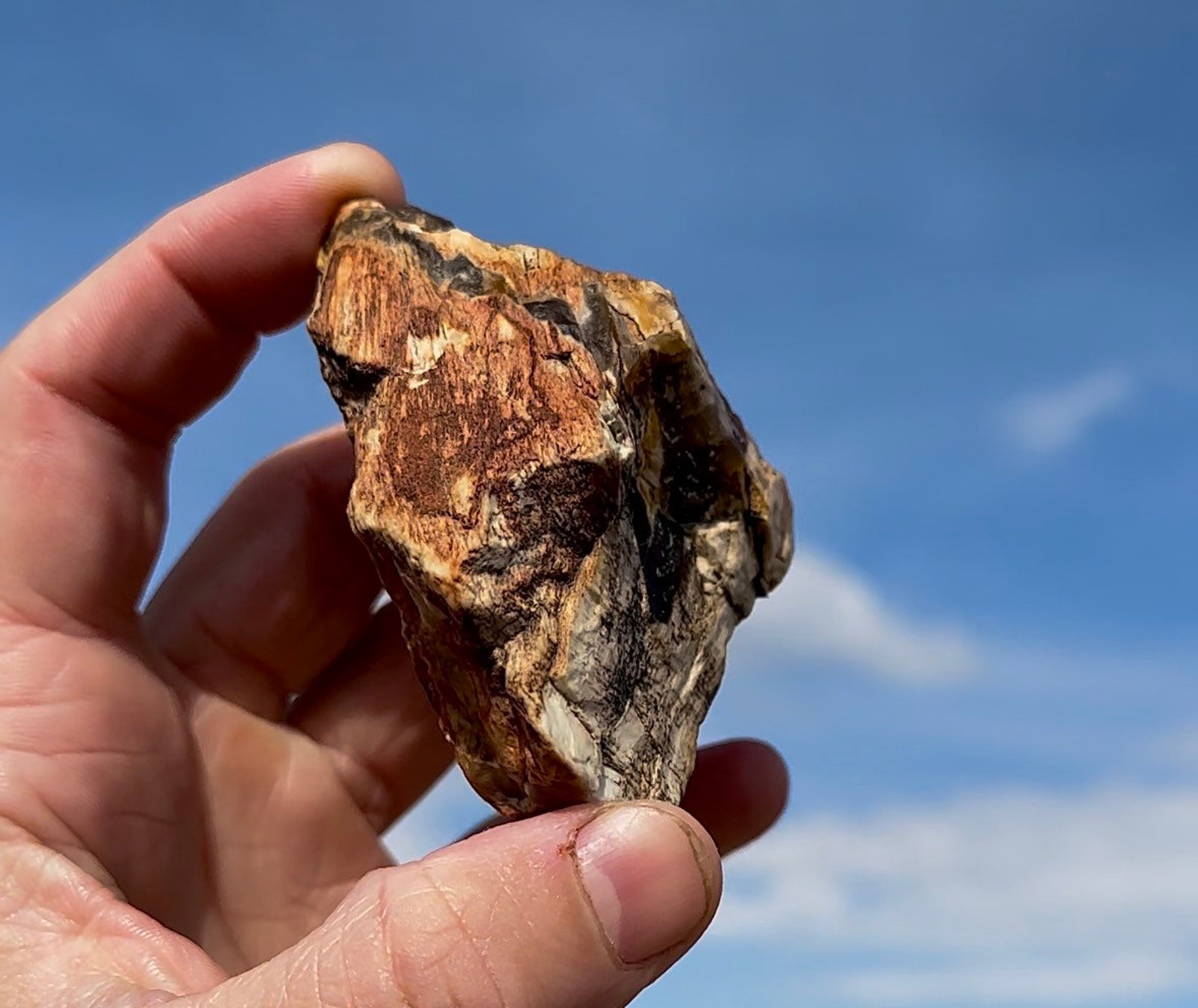 Great Patterns Agate Petrified Wood Limb Cast! Gorgeous! Deep Best ...