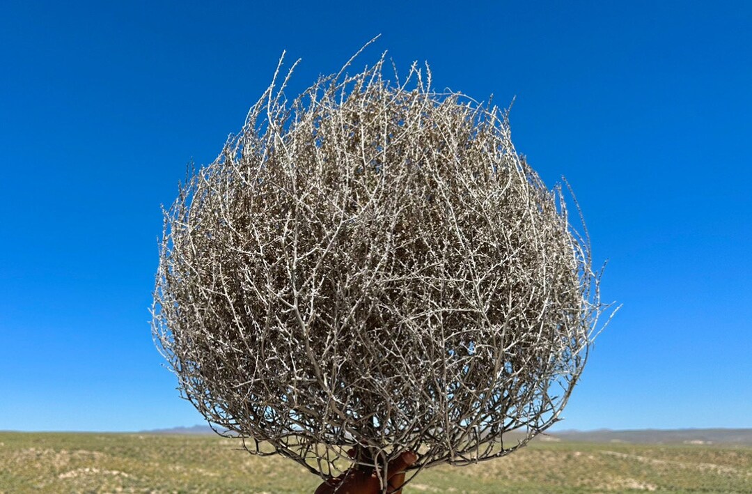 BEST Tumbleweeds!!! Medium Size 12”-15” Beautiful Full Tumbleweeds Hand ...
