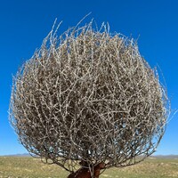 Tumbleweed - Etsy