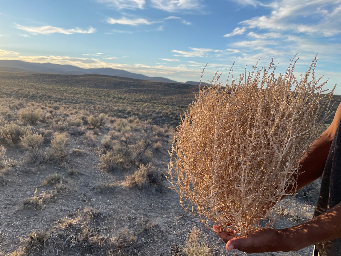 Large Tumbleweed Hand Foraged Natural Desert Tumbleweed Huge - Etsy