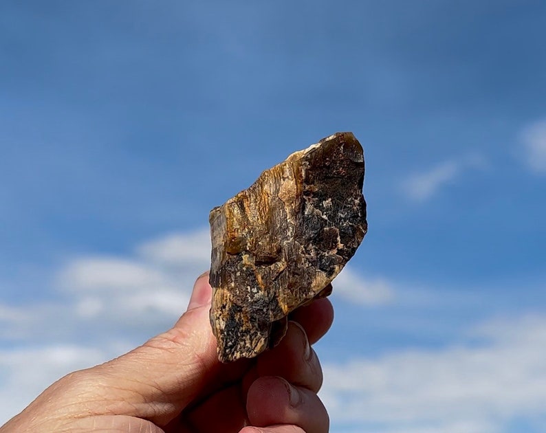 Great Patterns Agate Petrified Wood Limb Cast! Gorgeous! Deep Best ...