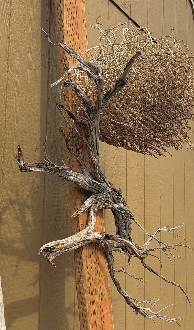 Desert Sage Branches!! 5pc 16”+ Western Decor Desert Driftwood Dry Sage ...