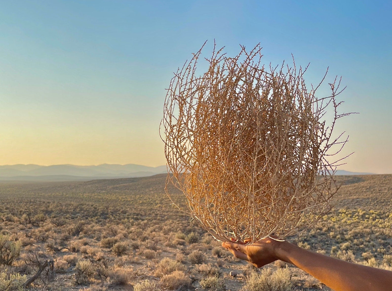 Tumbleweeds! ALL Sizes!!! Wedding Home Decor, Western Theme, Organic ...