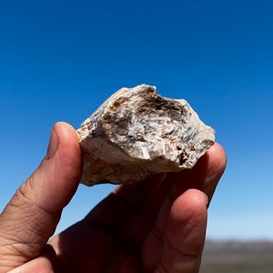 Pink White Limb Cast! Rare Petrified Wood!! Rough Natural Incredible ...