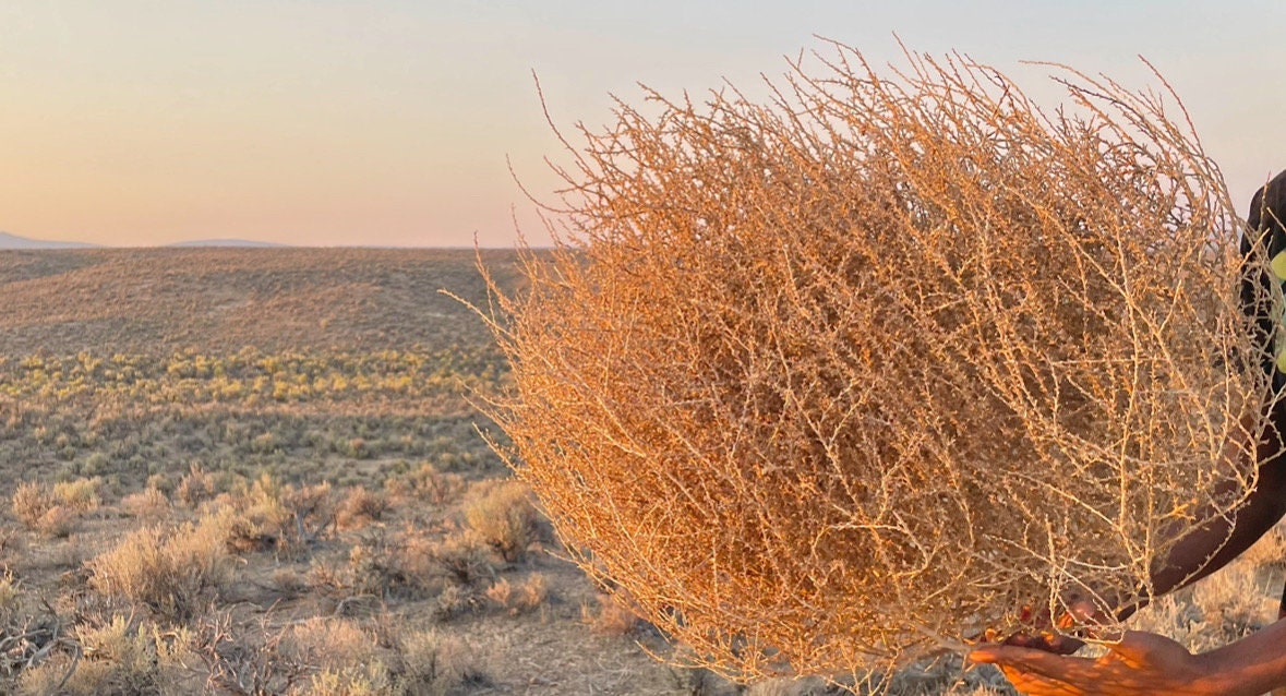 Tumbleweeds! ALL Sizes!!! Wedding Home Decor, Western Theme, Organic ...